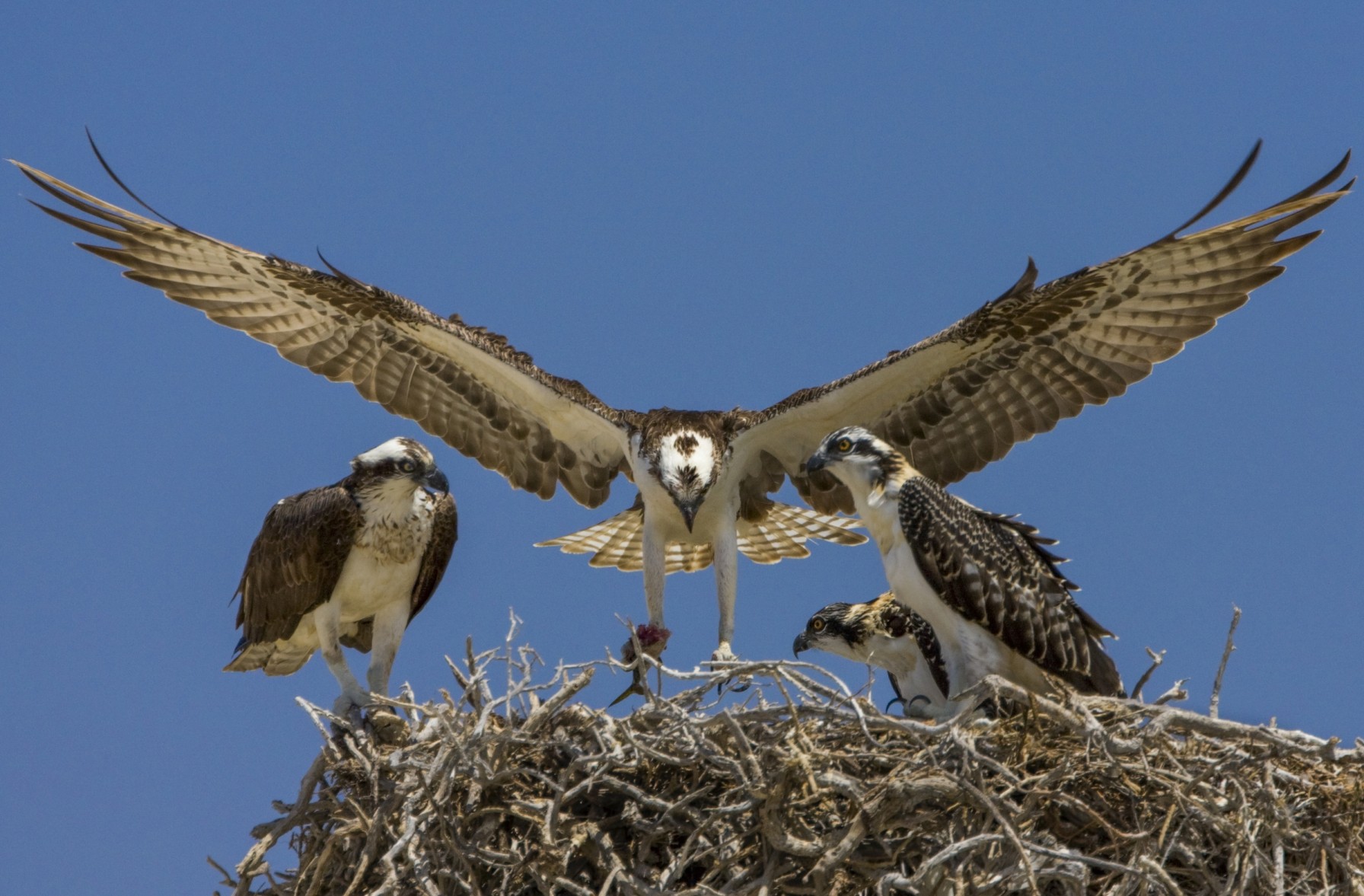 Osprey Returns to the Nest, Baja California, Mexico - Art Wolfe
