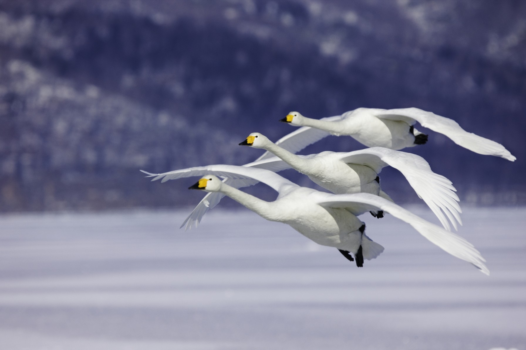 Three Whooper Swans in Unison, Hokkaido Island, Japan - Art Wolfe