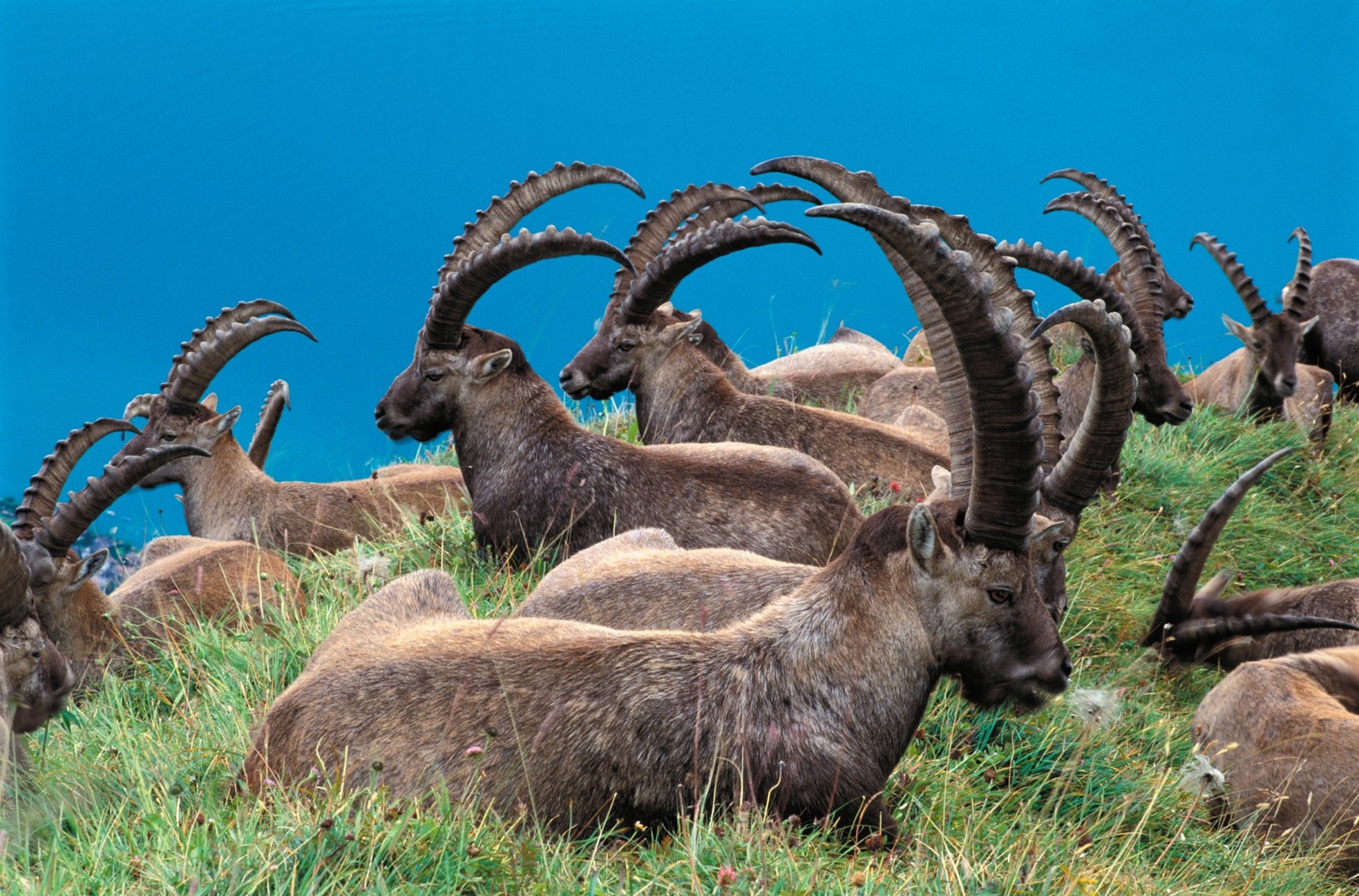 Alpine Ibex, Interlaken, Alps, Switzerland - Art Wolfe