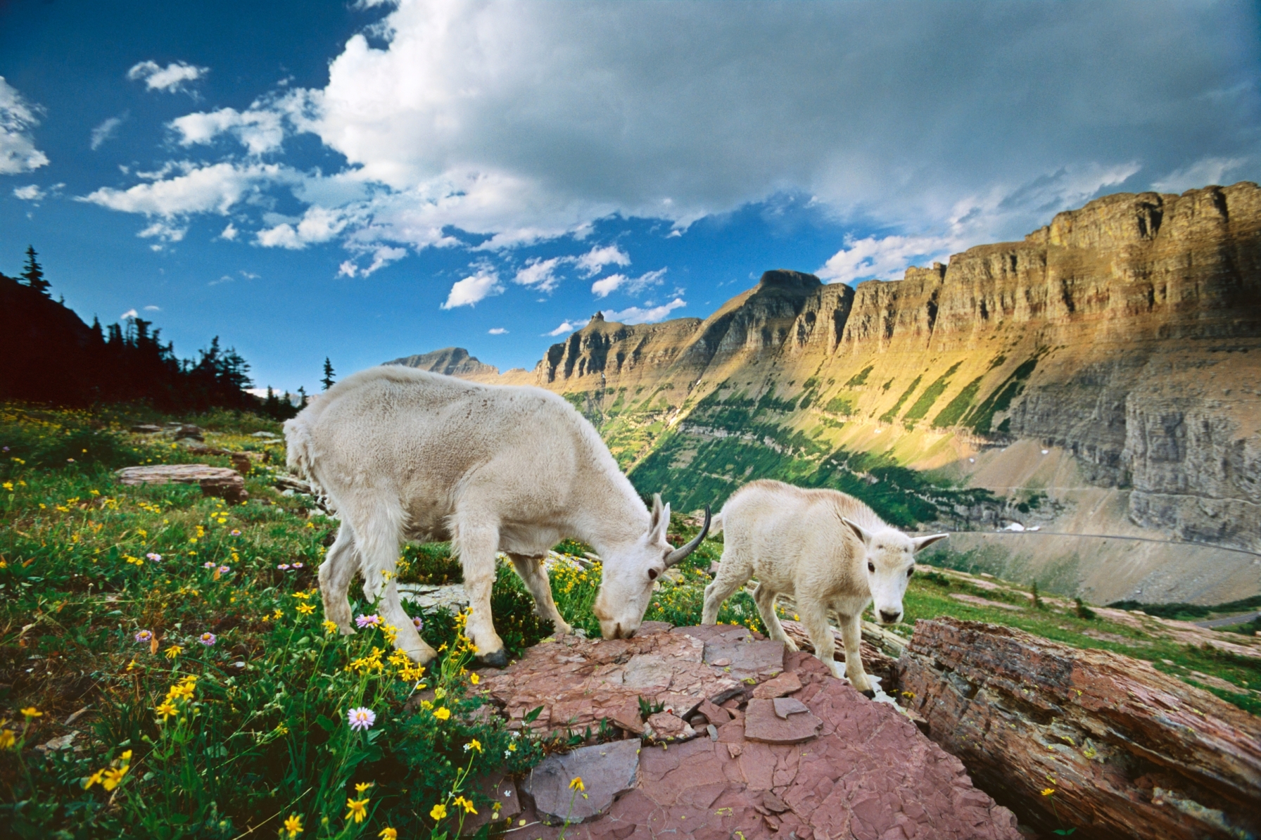 Mountain Goats, Glacier National Park, Montana, USA - Art Wolfe