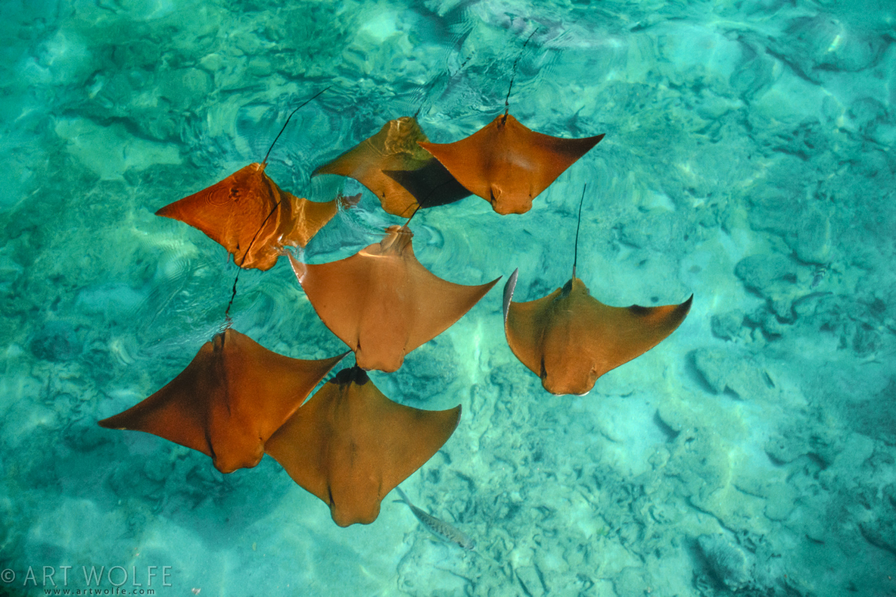 Cow-nosed Eagle Rays (Rhinoptera bonasus), Islas Bocas del Toro, Panama ...