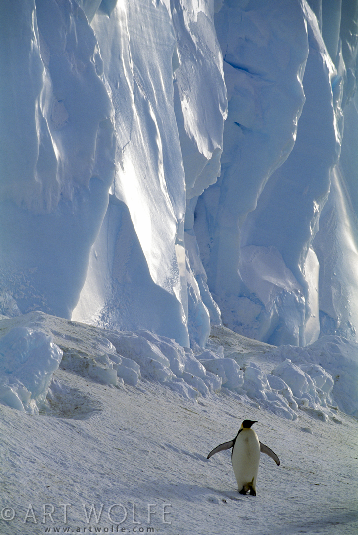 Emperor Penguin Expedition - Art Wolfe