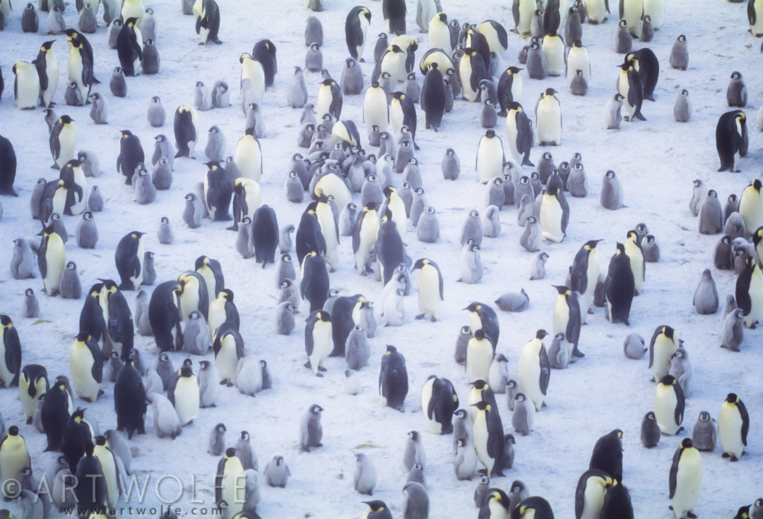 Emperor Penguin Expedition - Art Wolfe