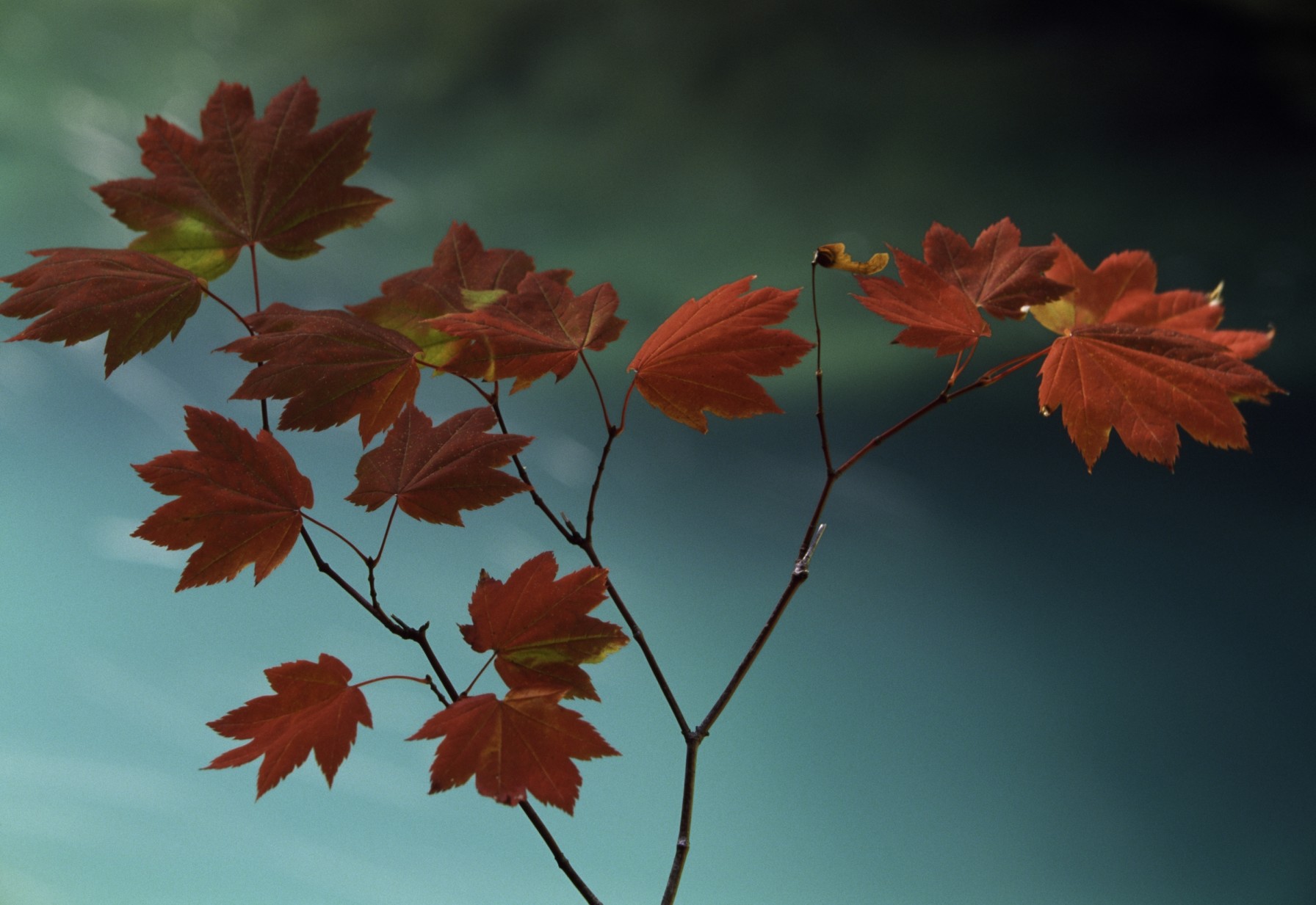 Red Vine Maple - Art Wolfe