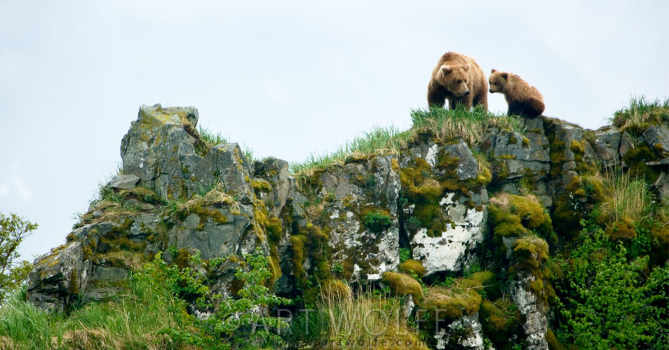 Alaska Conservation Foundation Awards - Art Wolfe