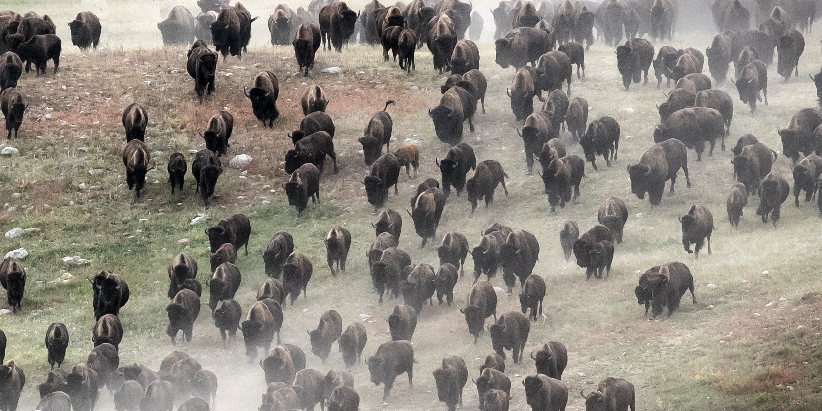 From Buffalo Roundup to Aspen, Colorado - Art Wolfe
