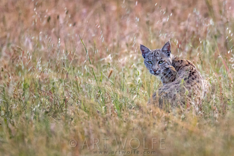 New Photos from Point Reyes National Seashore - Art Wolfe