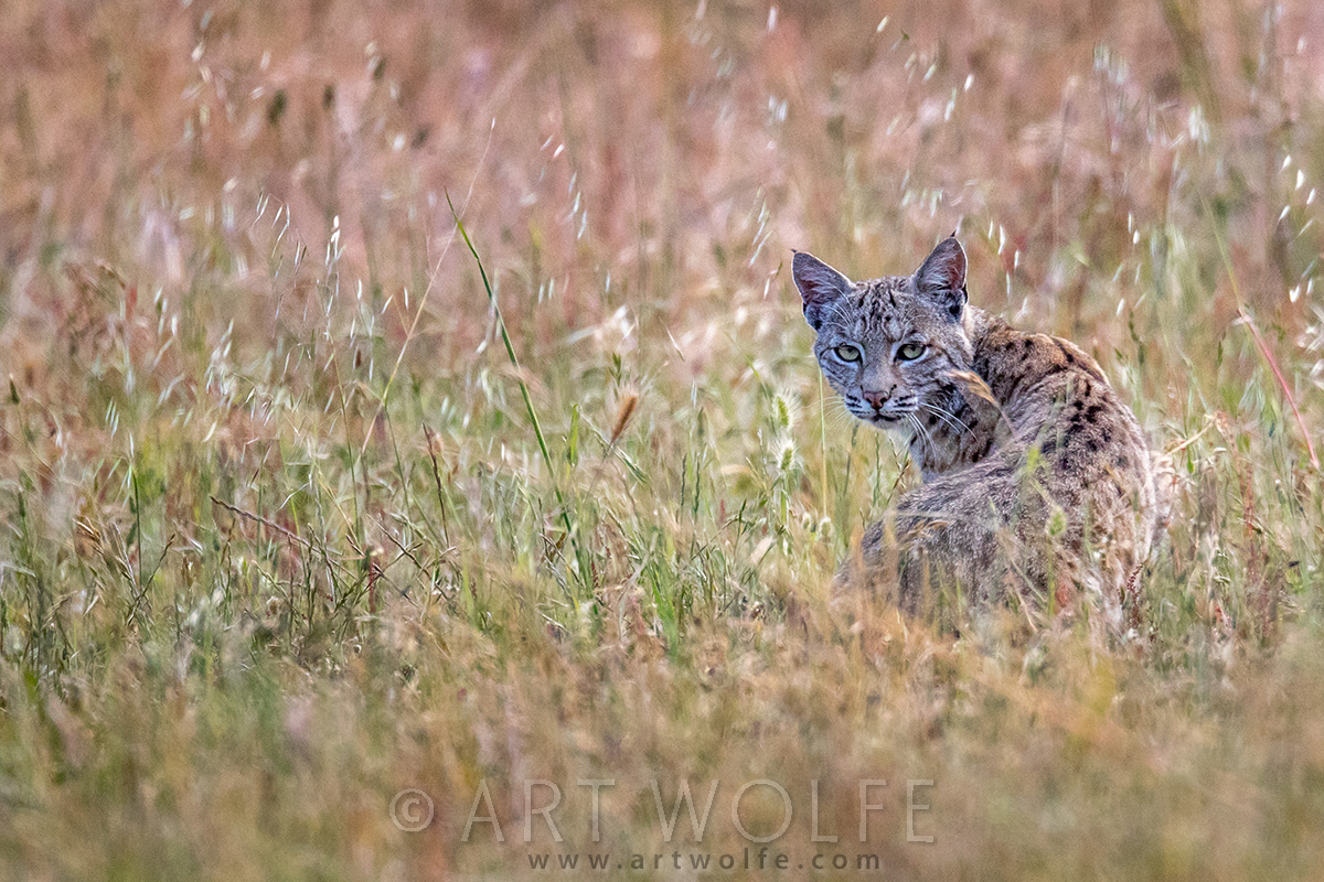 New Photos from Point Reyes National Seashore - Art Wolfe