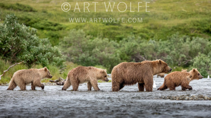 10 Reasons to Join Art Wolfe in Katmai, Alaska - Art Wolfe