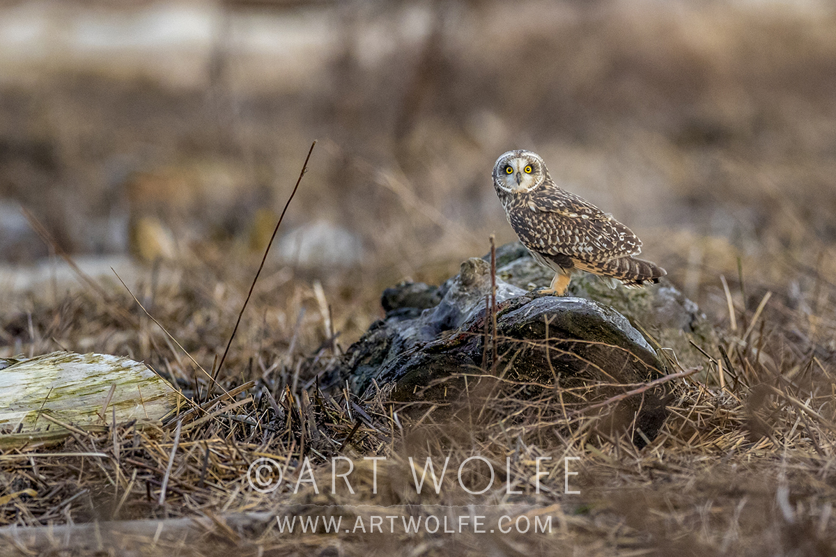 #WildlifeWednesday - Fraser River Delta - Art Wolfe