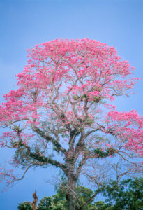 Pink Ipe Tree, Peru - Art Wolfe
