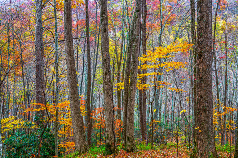 Autumn Colors - Art Wolfe