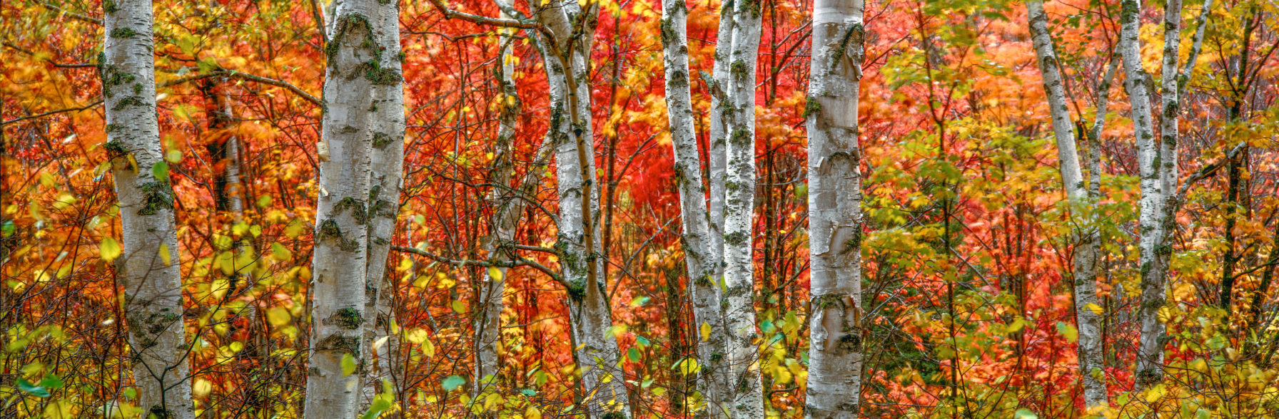 Paper Birch - Art Wolfe