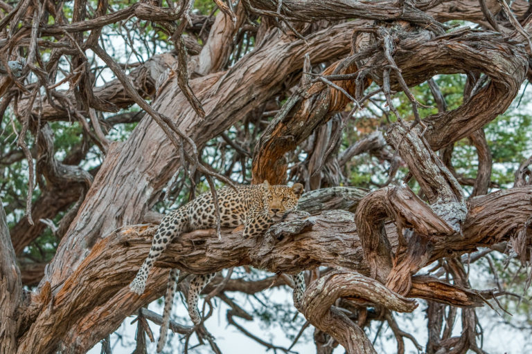 Let Sleeping Leopards Lie - Art Wolfe