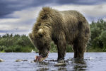 #FlashbackFriday - Past Favorites From Katmai, Alaska - Art Wolfe