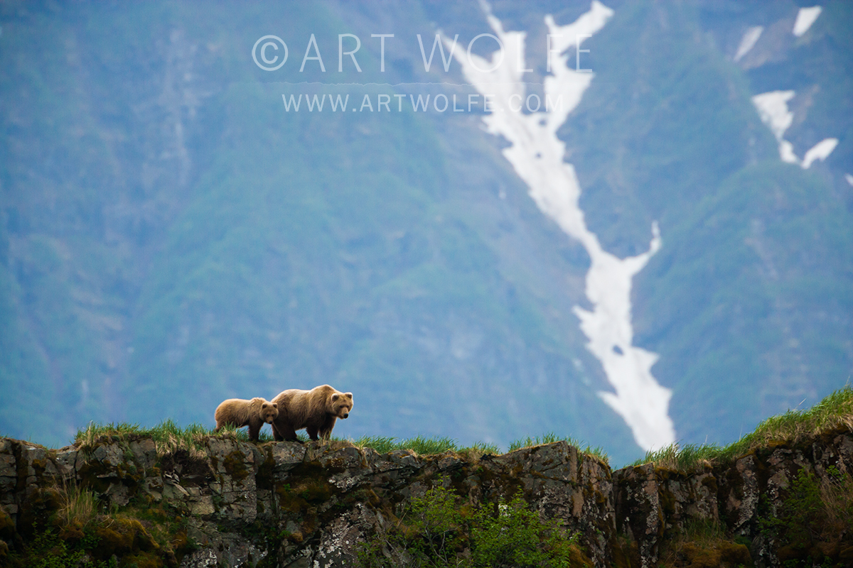 #WildlifeWednesday - No Pebble Mine! - Art Wolfe