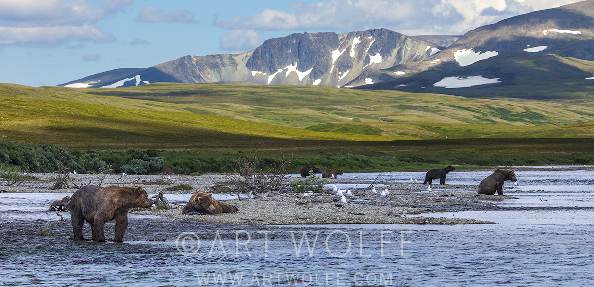 #WildlifeWednesday - Celebrating 55 years of the Wilderness Act! - Art ...