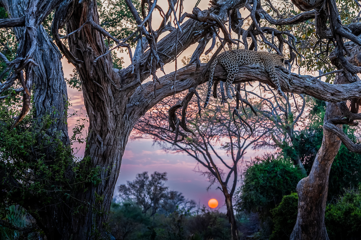Leopard in thorn tree - Art Wolfe