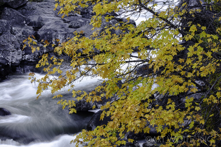 In Memory of Harriet Bullitt - Art Wolfe