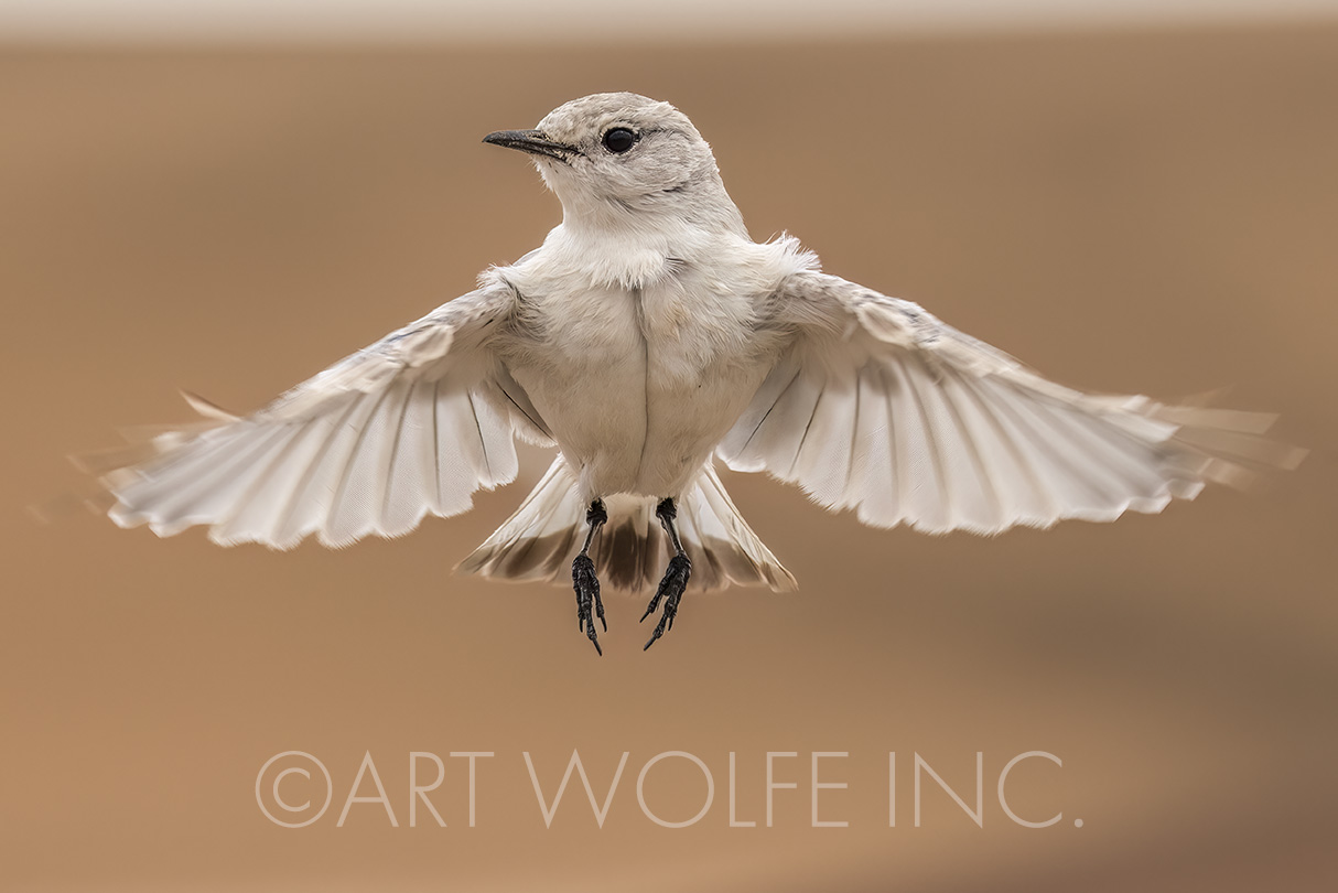 New Photos from Namibia! - Art Wolfe