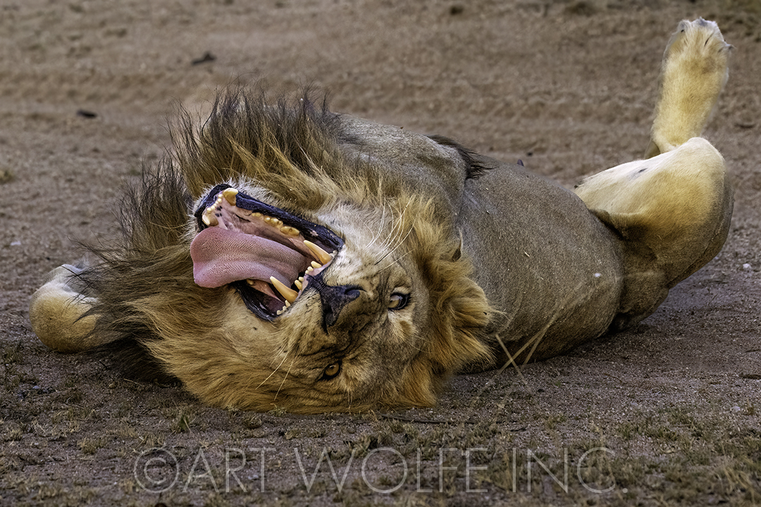 Art Wolfe's Favorite Images of 2022! - Art Wolfe