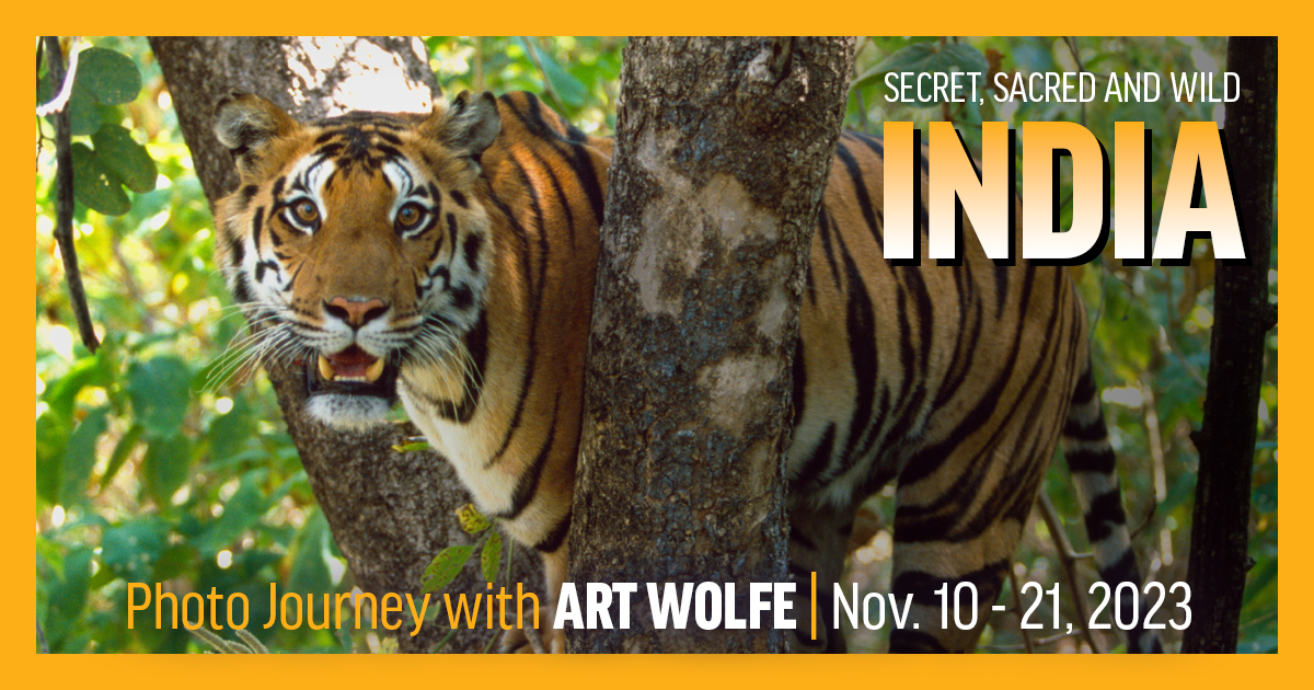 Wildlife Wednesday - Sacred, Secret and WILD India! - Art Wolfe