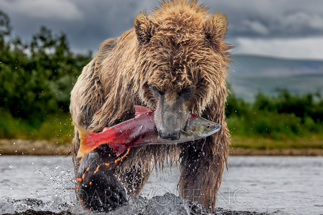 New Photos from Katmai, Alaska - Art Wolfe