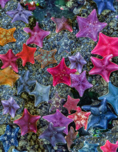 Bat stars - Art Wolfe