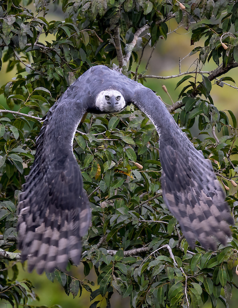 Harpy Eagle, Brazil - Art Wolfe