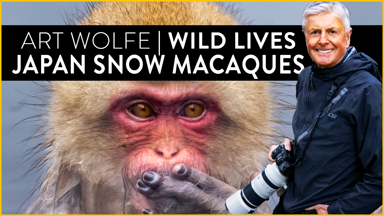 Wild Wednesday - Snow Macaques, Japan! - Art Wolfe
