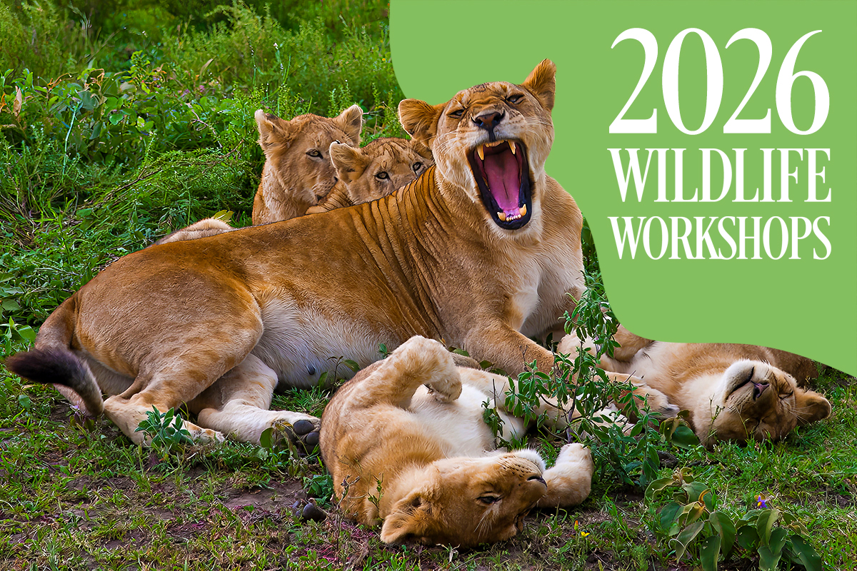 Join Art Wolfe for a Wildlife-Focused Tours in 2026! - Art Wolfe